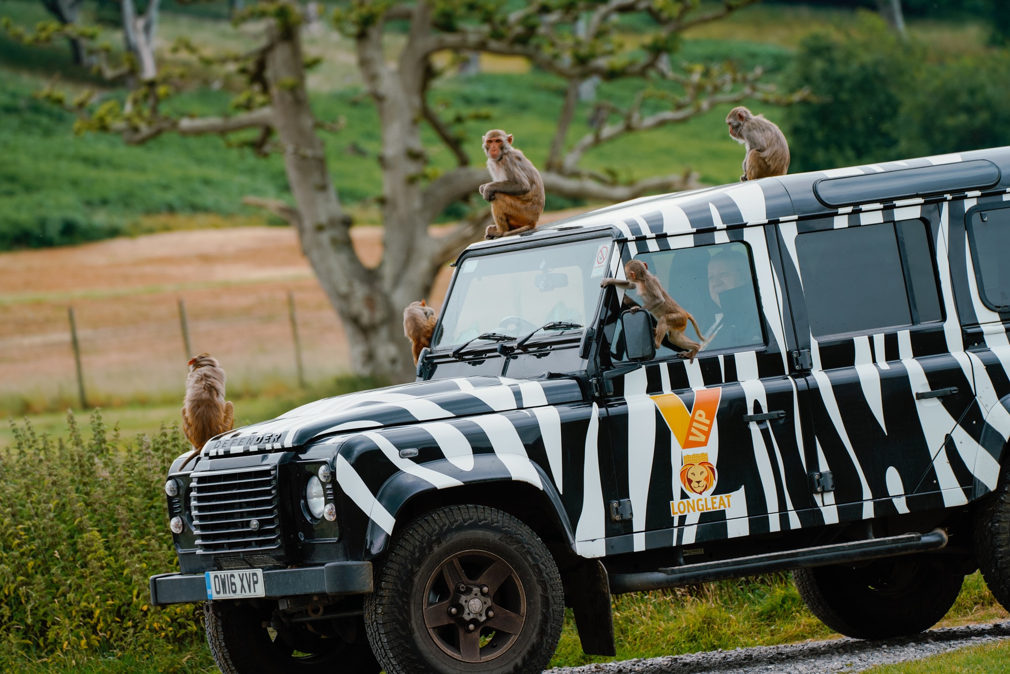 Time running out to enter Longleat letter trail for chance to win VIP ...